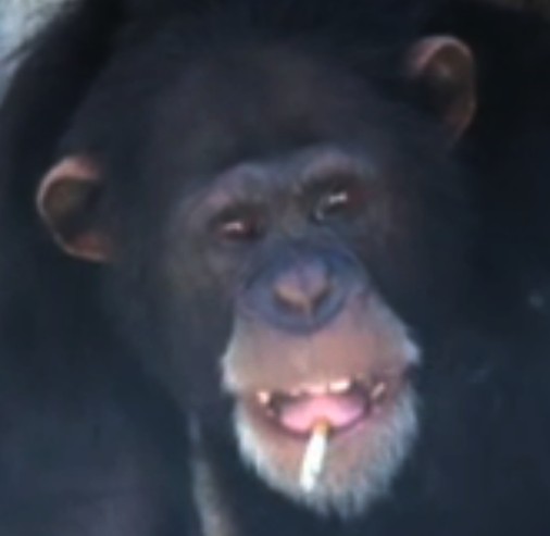 Serra Abaixo: Fumar é o maior mico