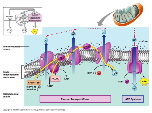 Education: Respirasi Aerob (Kabolisme Karbohidrat)