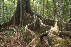 Flora y Fauna del Estado de Tabasco: La flora de Tabasco...