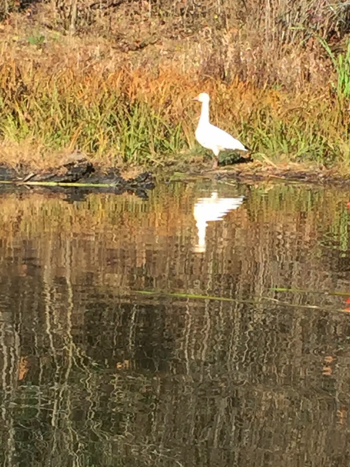 Kayaking Across Ohio: Timbre Ridge Lake: Zenlike Serenity