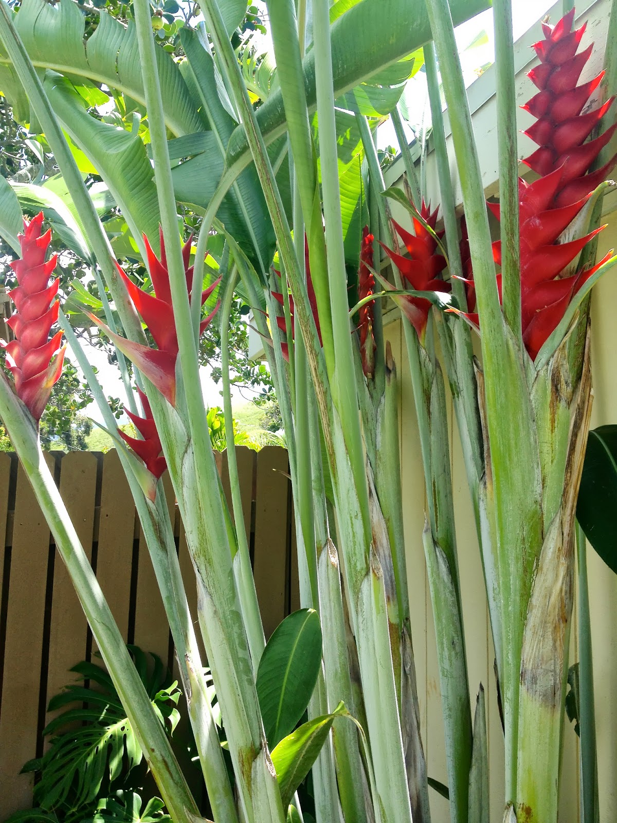 Small Things Bright and Beautiful: Red Heliconias