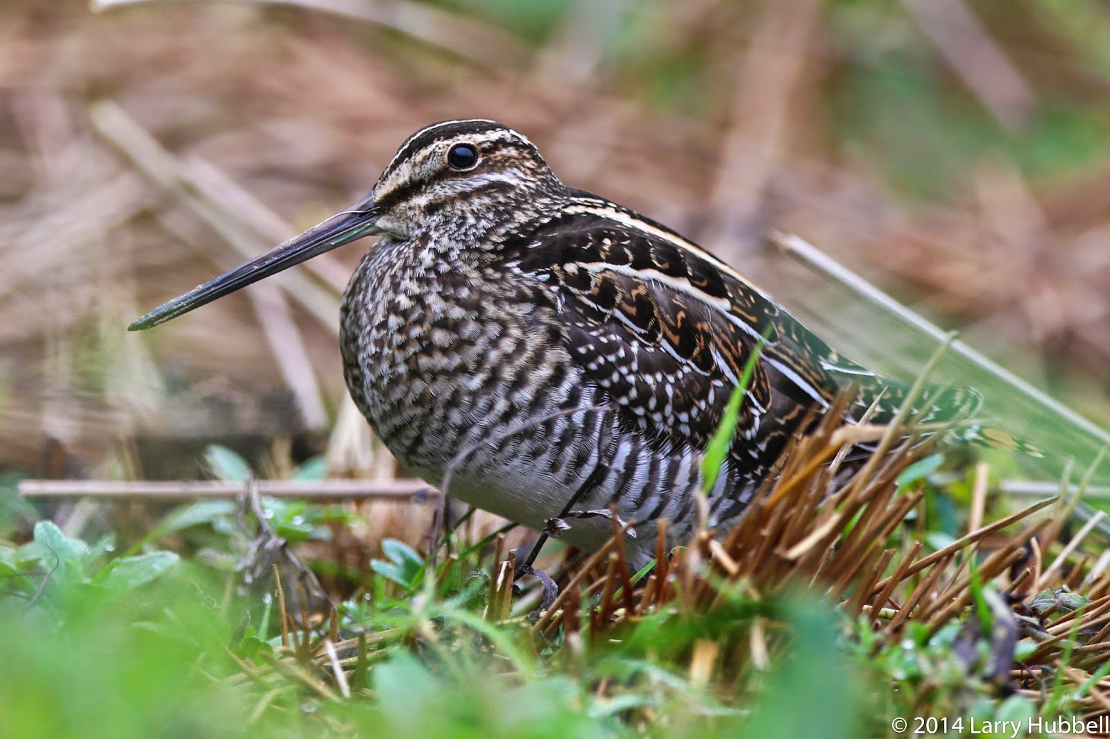 Union Bay Watch : Snipe Hunting!