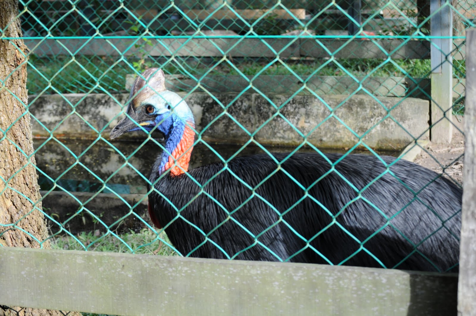 Crocodile Farm: CROCODILE FARM IN MIRI, SARAWAK