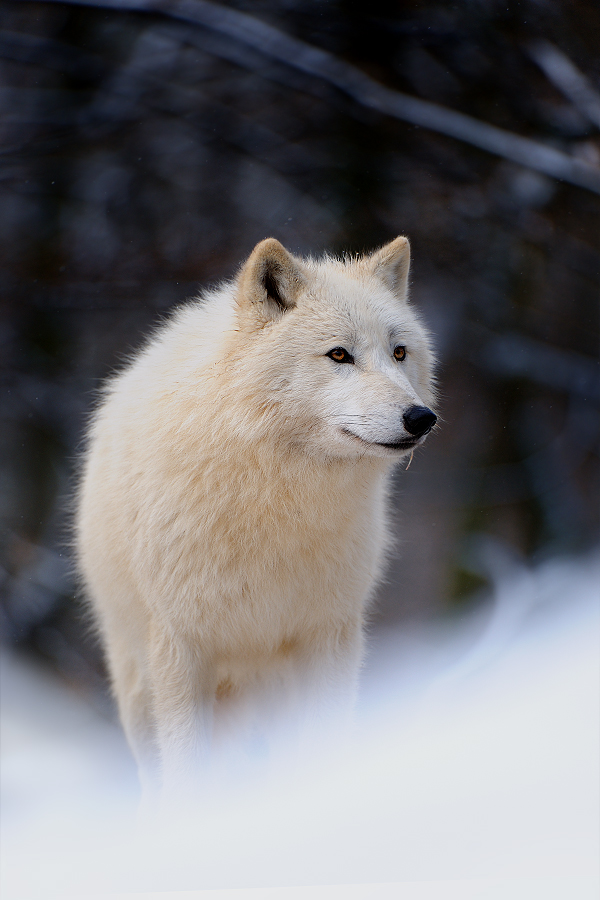 Funny wolf images | Amazing Wallpapers