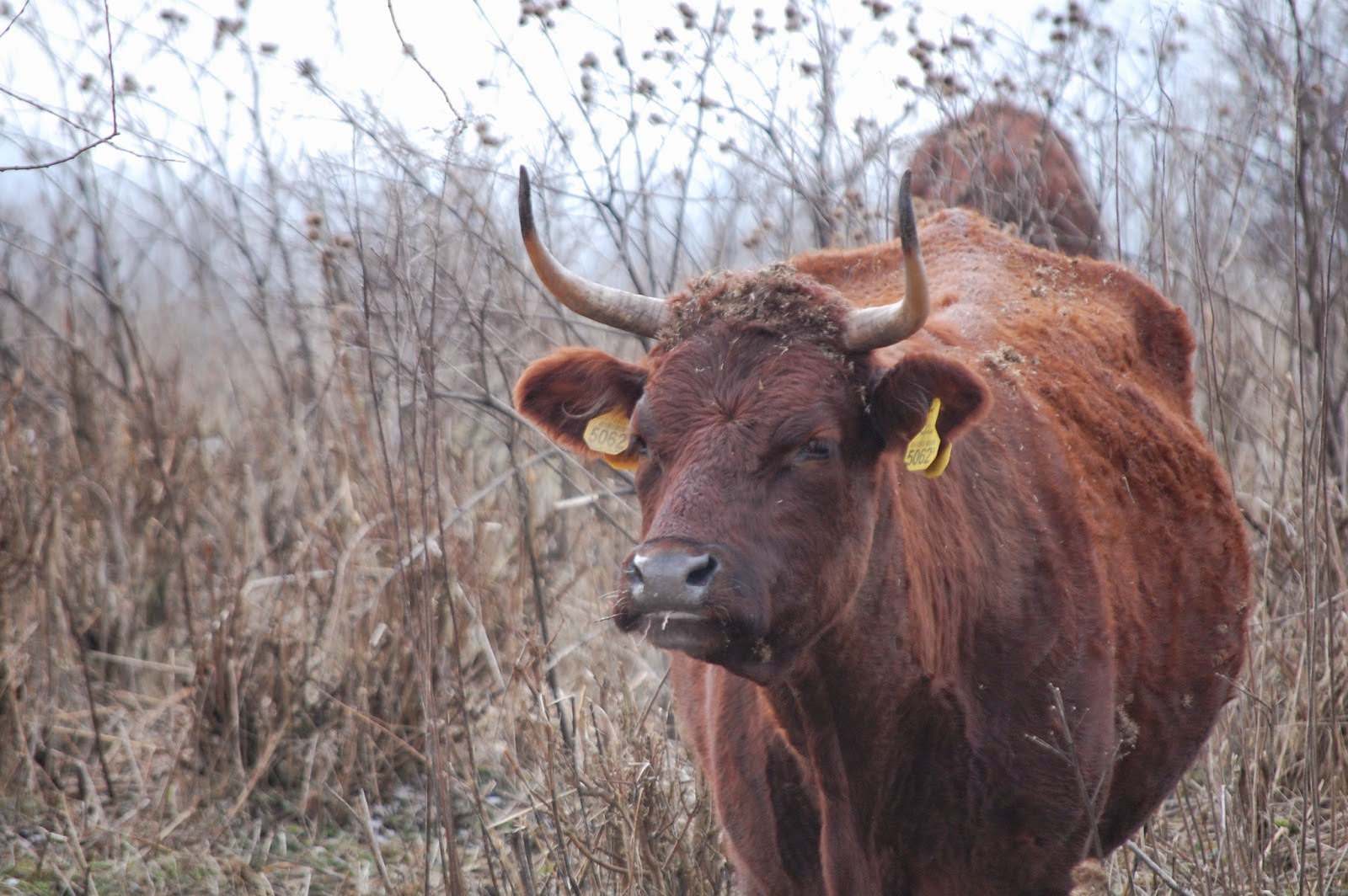 terug thuis!: Rode geus