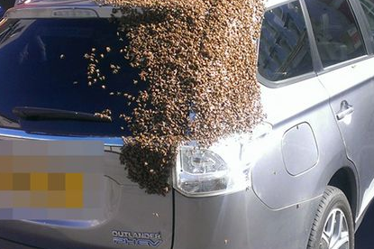 Naya Pusta: Bees in car for 24 hours