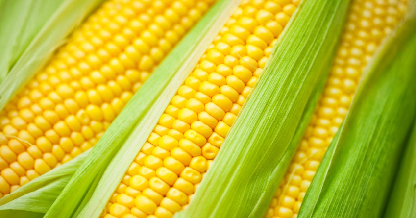 Mangiare senza uccidere: Mais - scheda tecnica