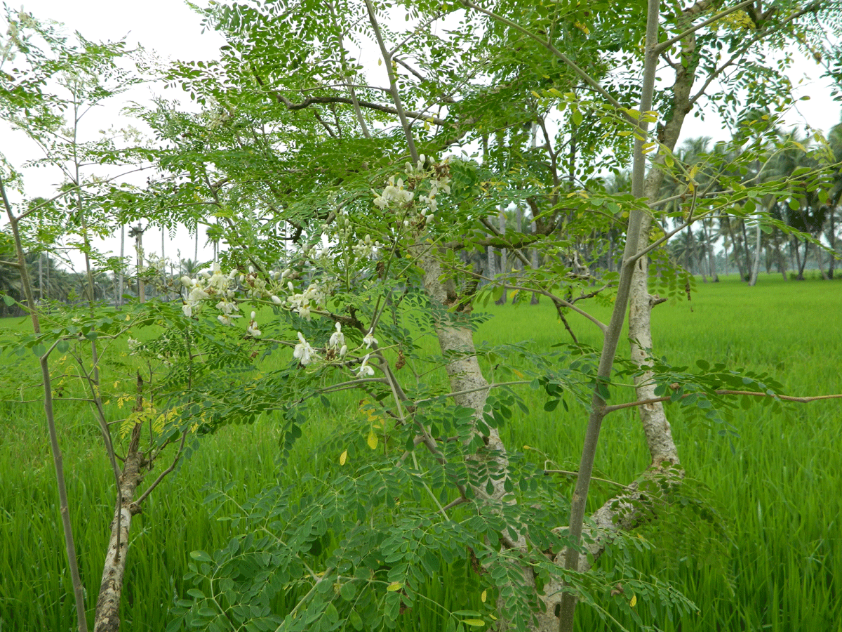 Drum Sticks-మునగ | PicsVillage