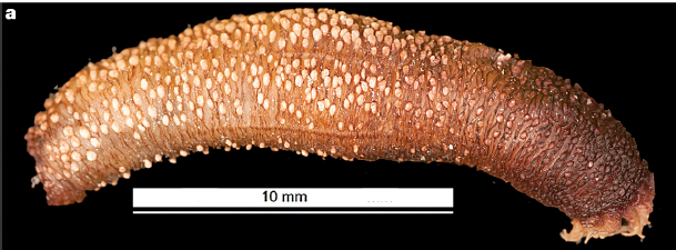 Sea Cucumber Anatomy