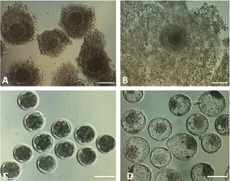 Embrio Transfer (TE), bag 2. - Mydokterhewan