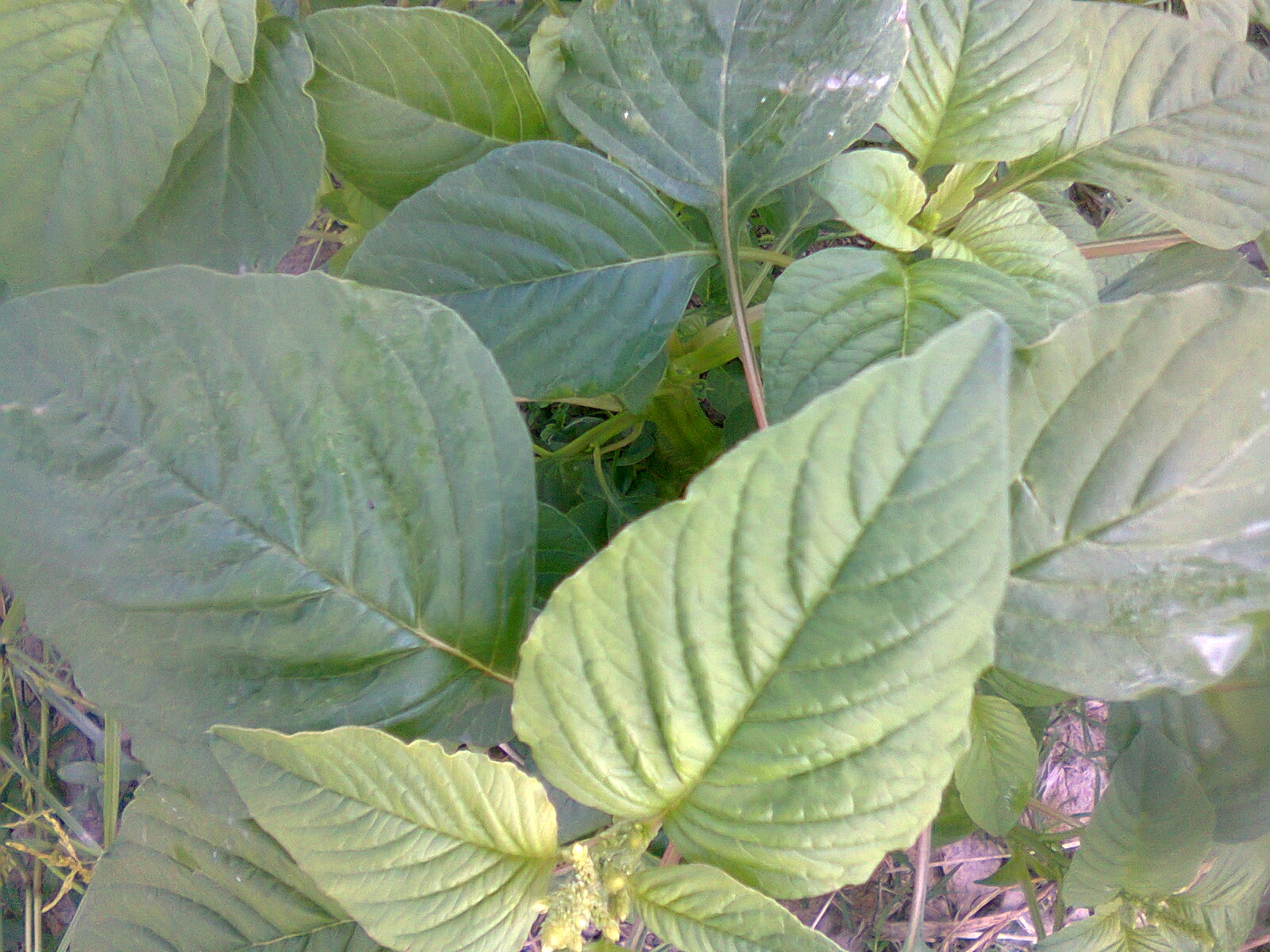 Mengenal Tanaman Bayam Organik Yang Disertai Foto Hasil Panen - Rumah ...
