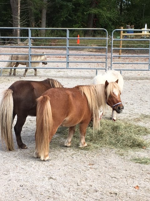 Dispatch from the Digital Health Frontier: Unity Farm and Unity Farm ...