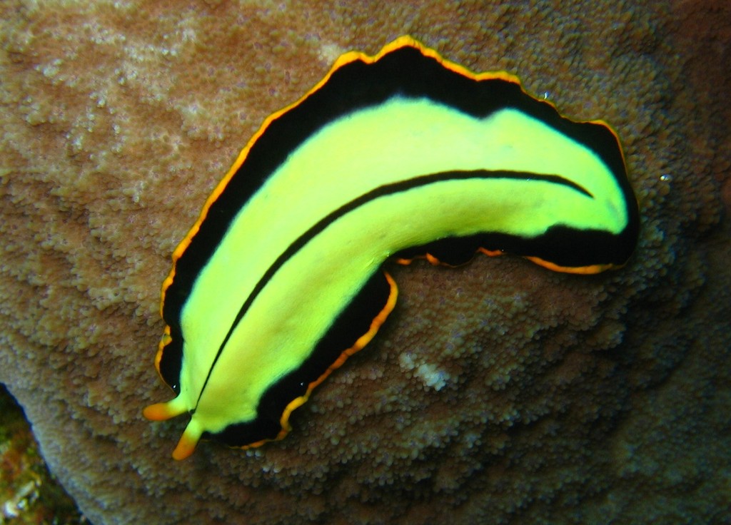Biogeografi Explore: Platyhelminthes