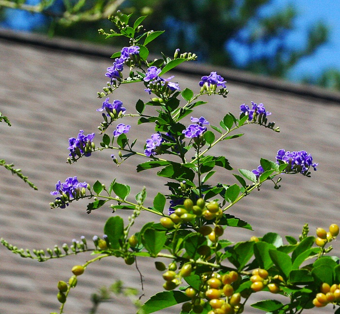 Gardening With Nature: Wordless Wednesday: Duranta erecta, aka "Golden ...