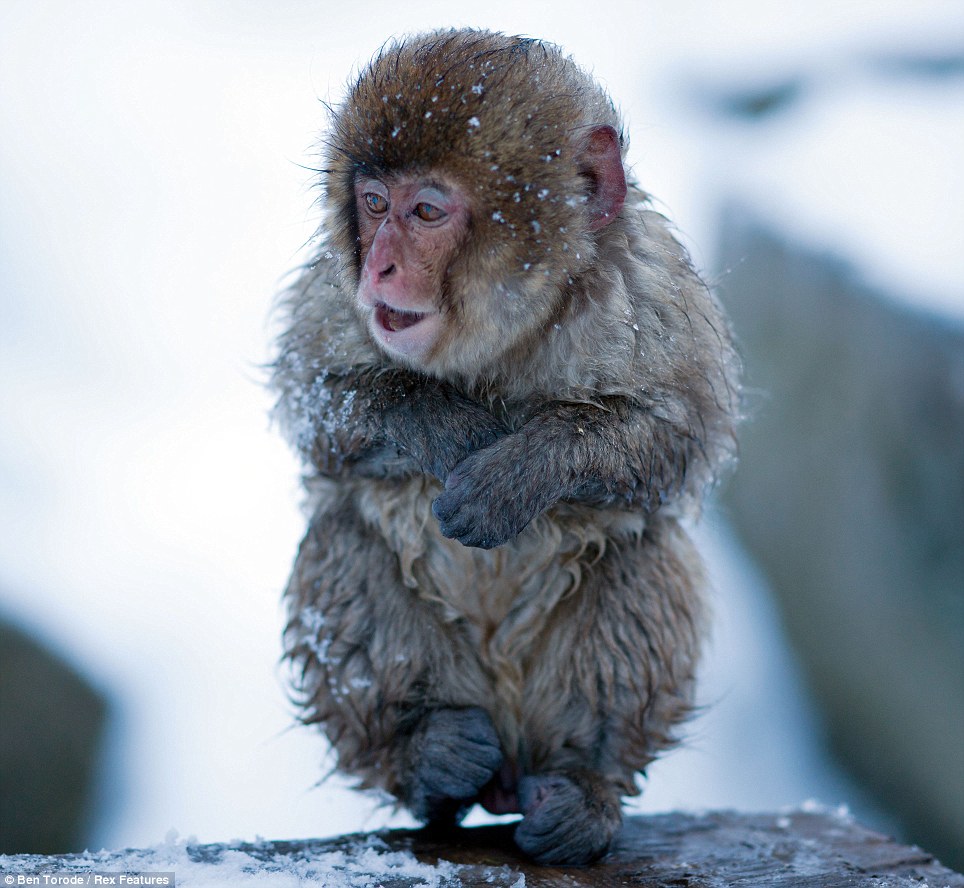 It's brass monkeys: The moment Japanese snow monkey sighs with relief ...