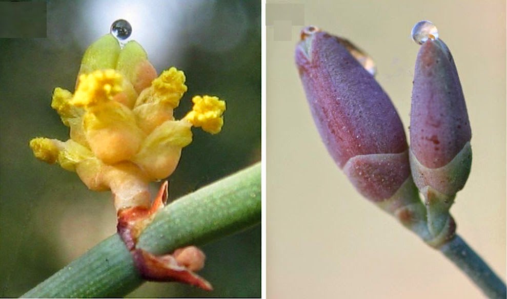 White Wolf : Werewolf Plant Waits For The Light Of The Full Moon