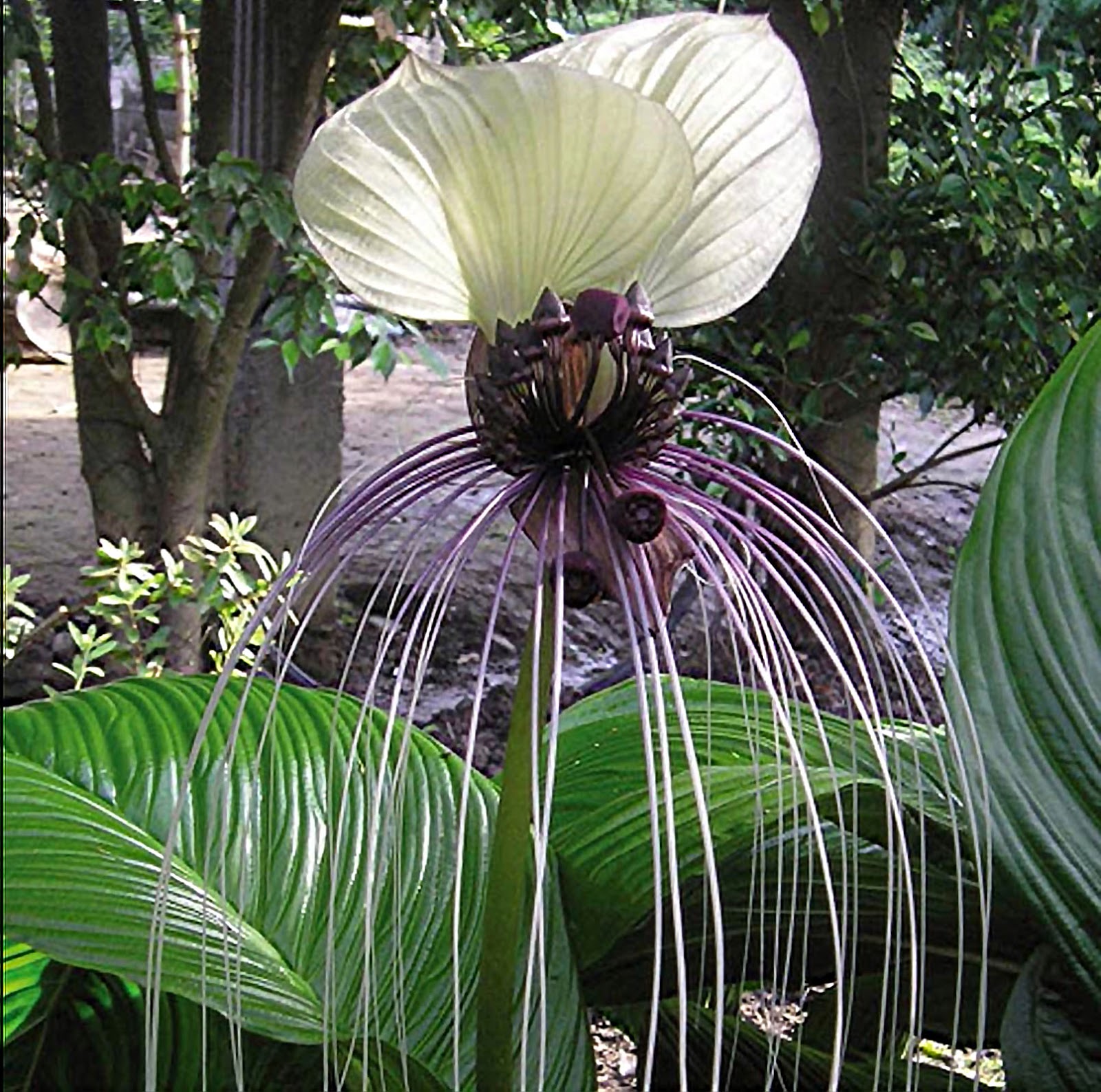 Flora y fauna: Tacca Chantrieri