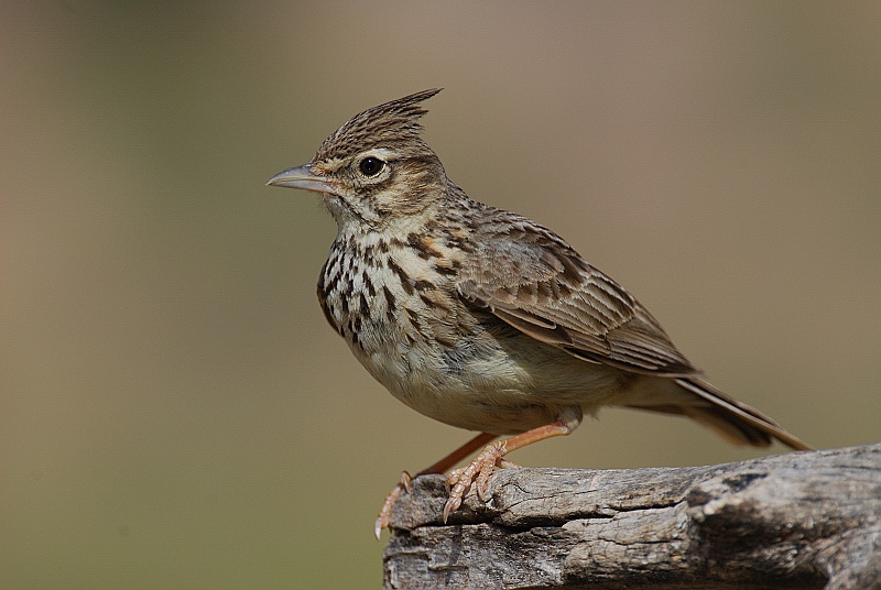 El blog de Fali Arahal: CUJÁ