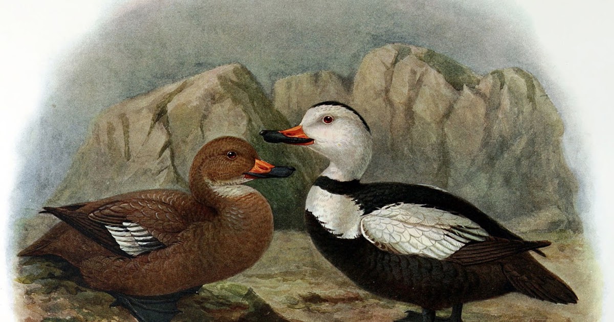 Bev's Nature Blog: Labrador Duck