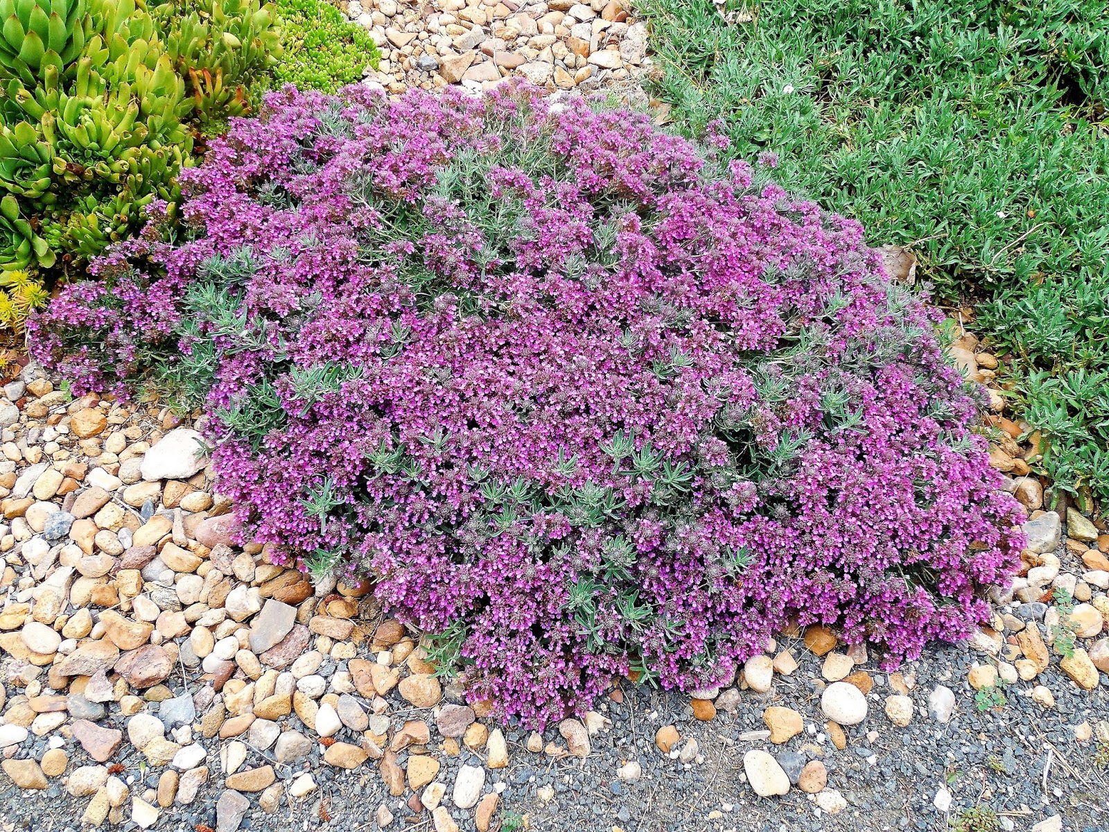 Prairiebreak: A terrible tale of two tangled Teucriums.