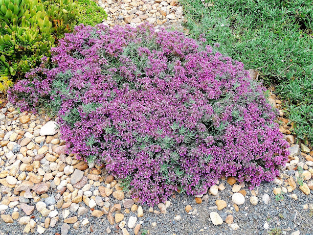 Prairiebreak: A terrible tale of two tangled Teucriums.