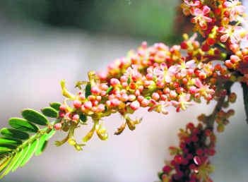 AMALAKI (Phyllanthus emblica, Emblica officinalis)