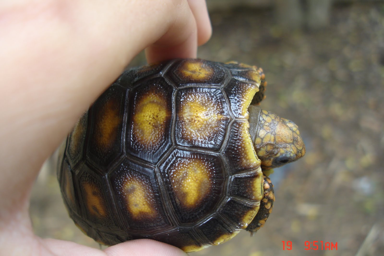 Spanish Translator MariCarmen: Manuelita la Tortuga