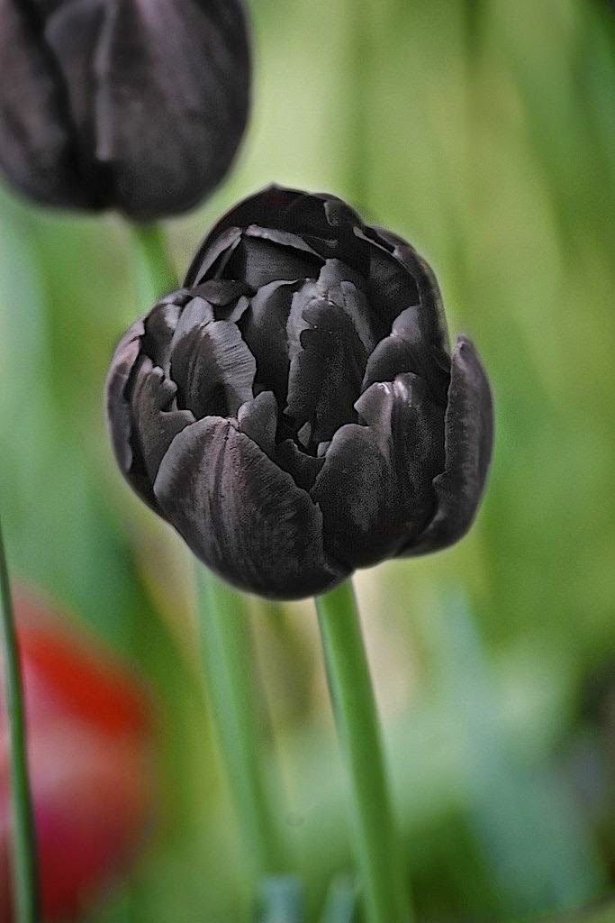The Black Tulip, Queen of the Night | Backyards Click