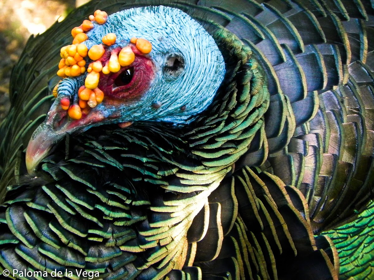 La pajarera del Comepancito: Aves del Mundo: Pavo Ocelado