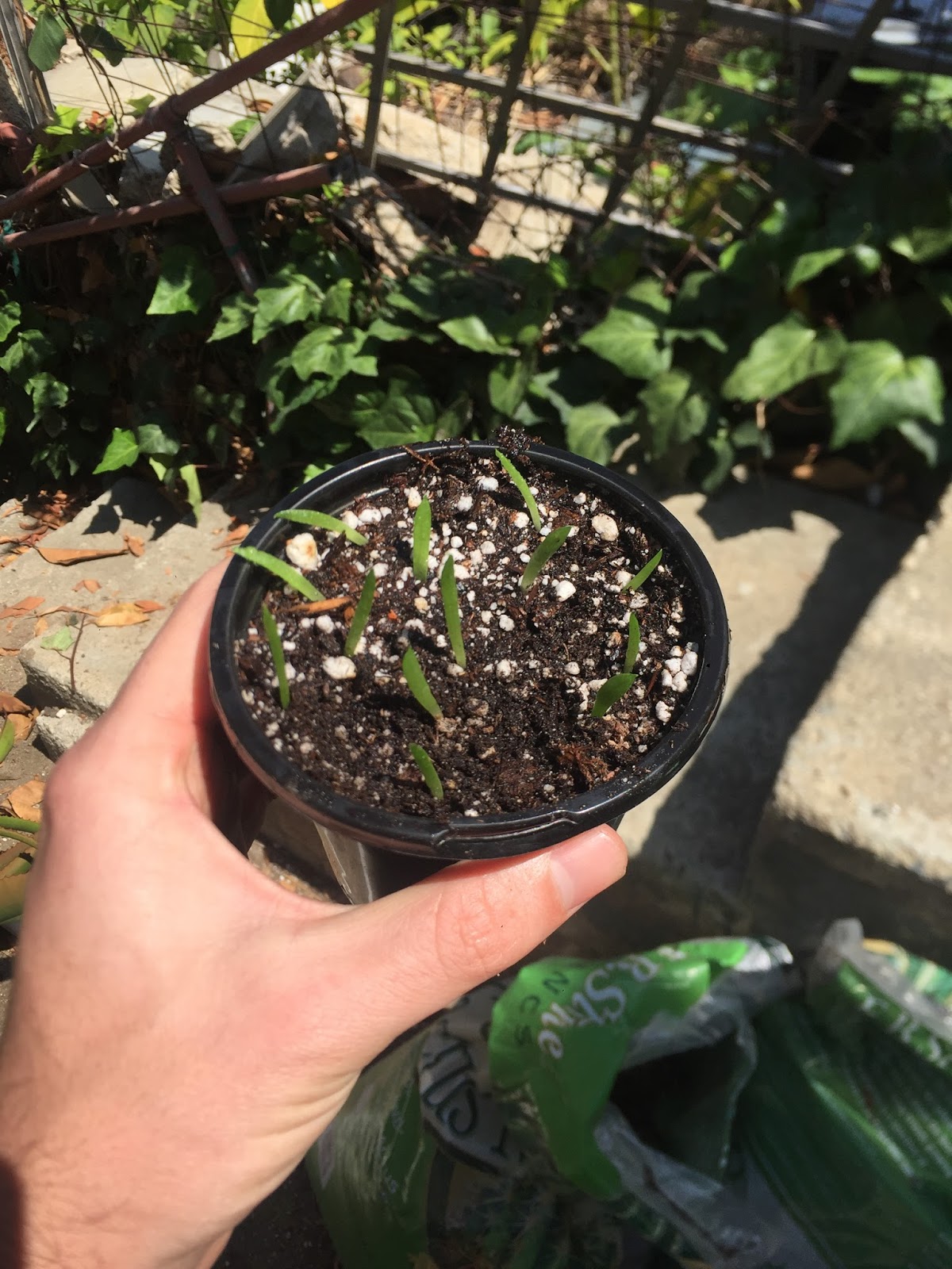 Dendroseris marginata, Kniphofia caulescens, Aloe seedlings, and Aloe ...