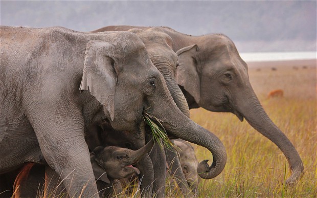 White Wolf : Elephant hair helps them stay cool