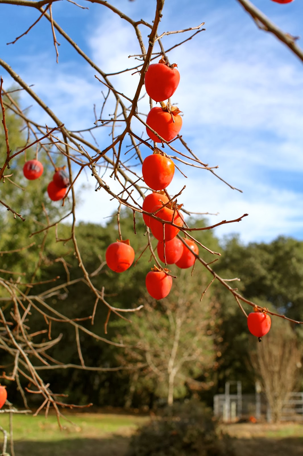 Salvation Sisters: Auntie Dick's Steamed Persimmon Pudding
