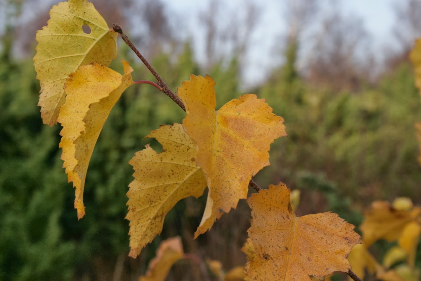 PlantWerkz: Silver Birch Tree - Betula Pendula