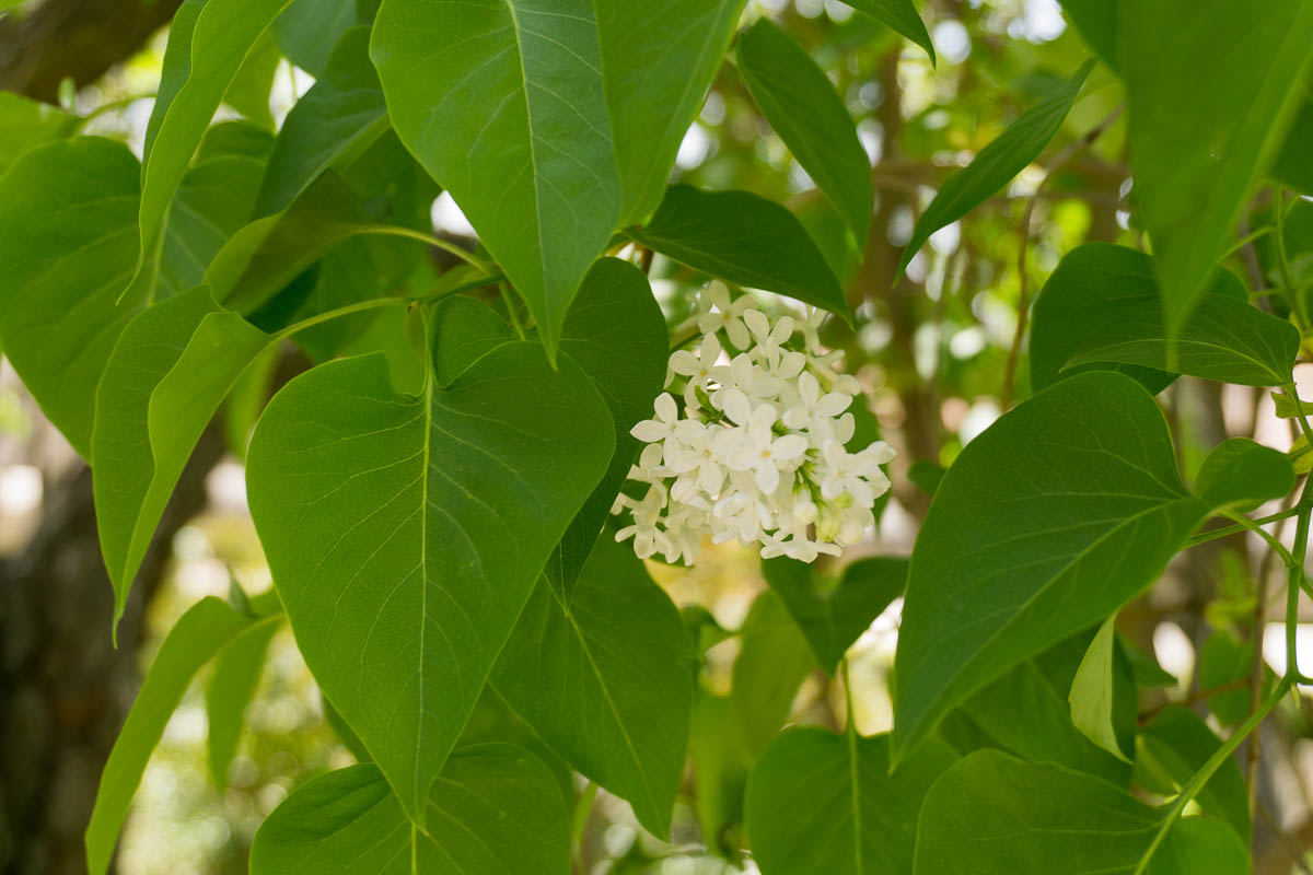 Plantas de Huerta Otea, Salamanca: Lilo, lila (Syringa vulgaris)