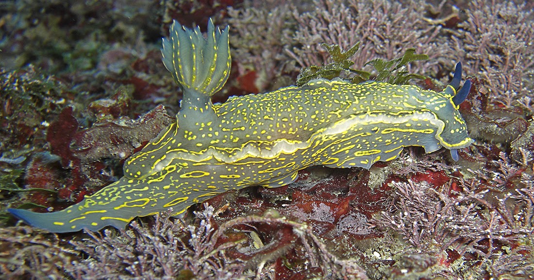 GATO55 BLOG: Fauna marina de Mallorca. 2013