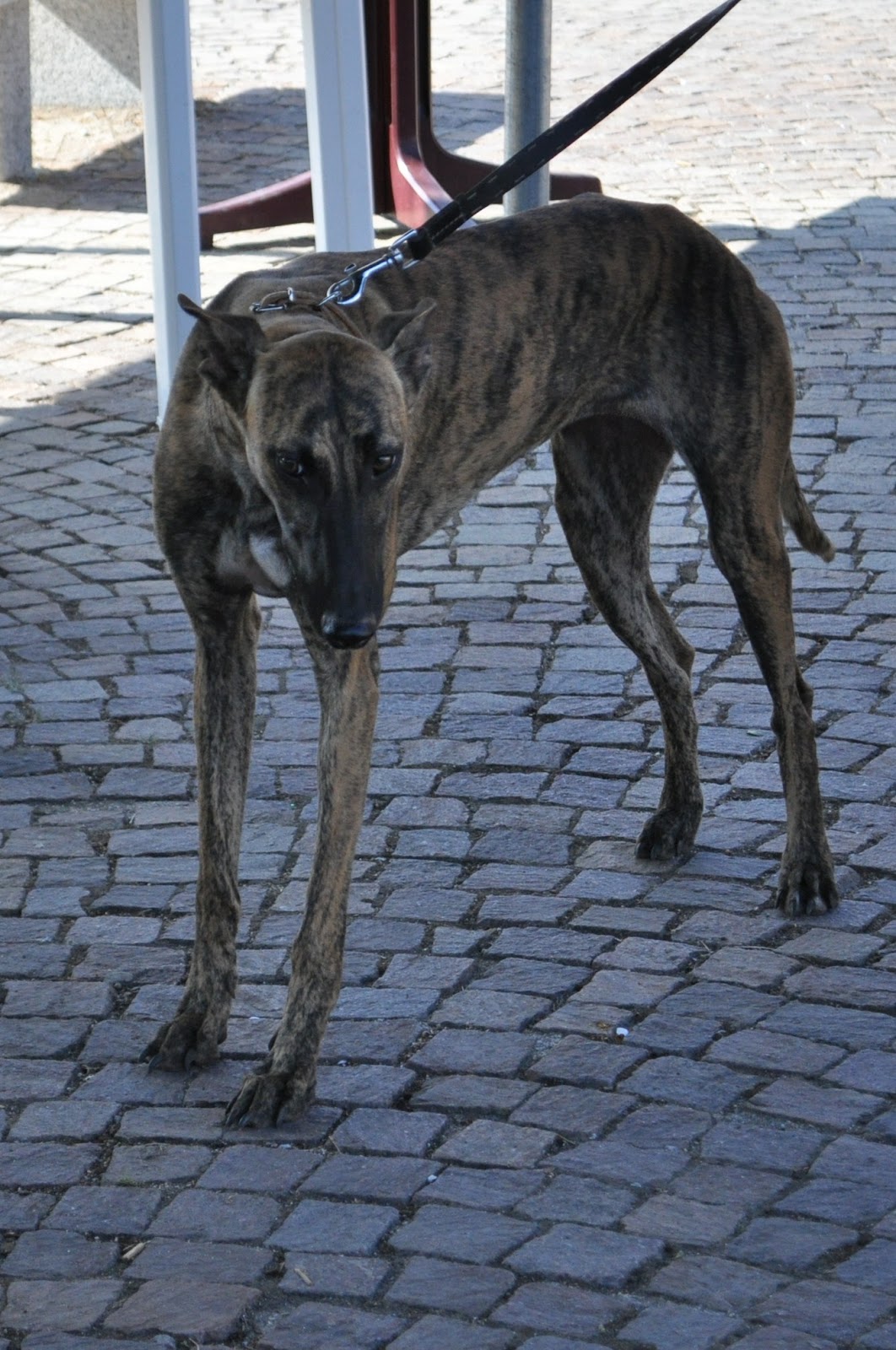 My book of memories: Pastorias- Fonni rassegna cane fonnese 2012