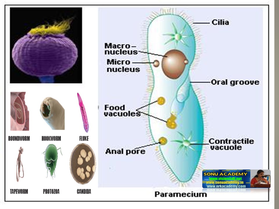 SONU ACADEMY: NUTRITION IN ORGANISMS- TEXT