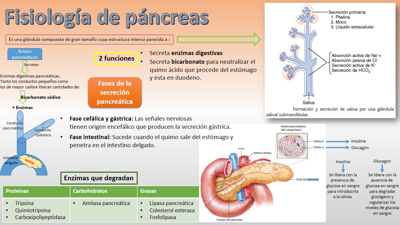 Fisiología Básica: Páncreas
