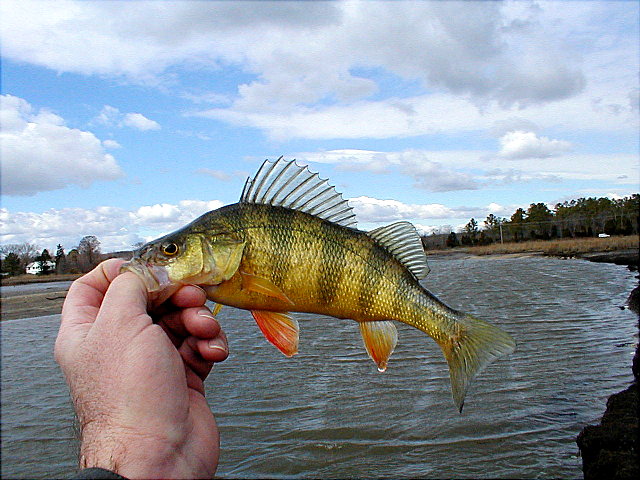 Went Fishing - General Chat - Red Power Magazine Community