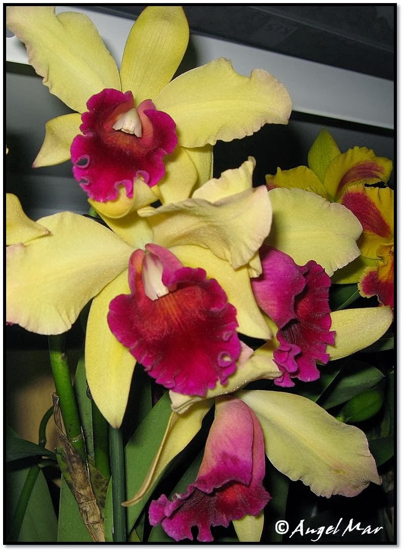 Orquídeas Blog de Angel Mar: Cattleyas (Cuidados básicos)