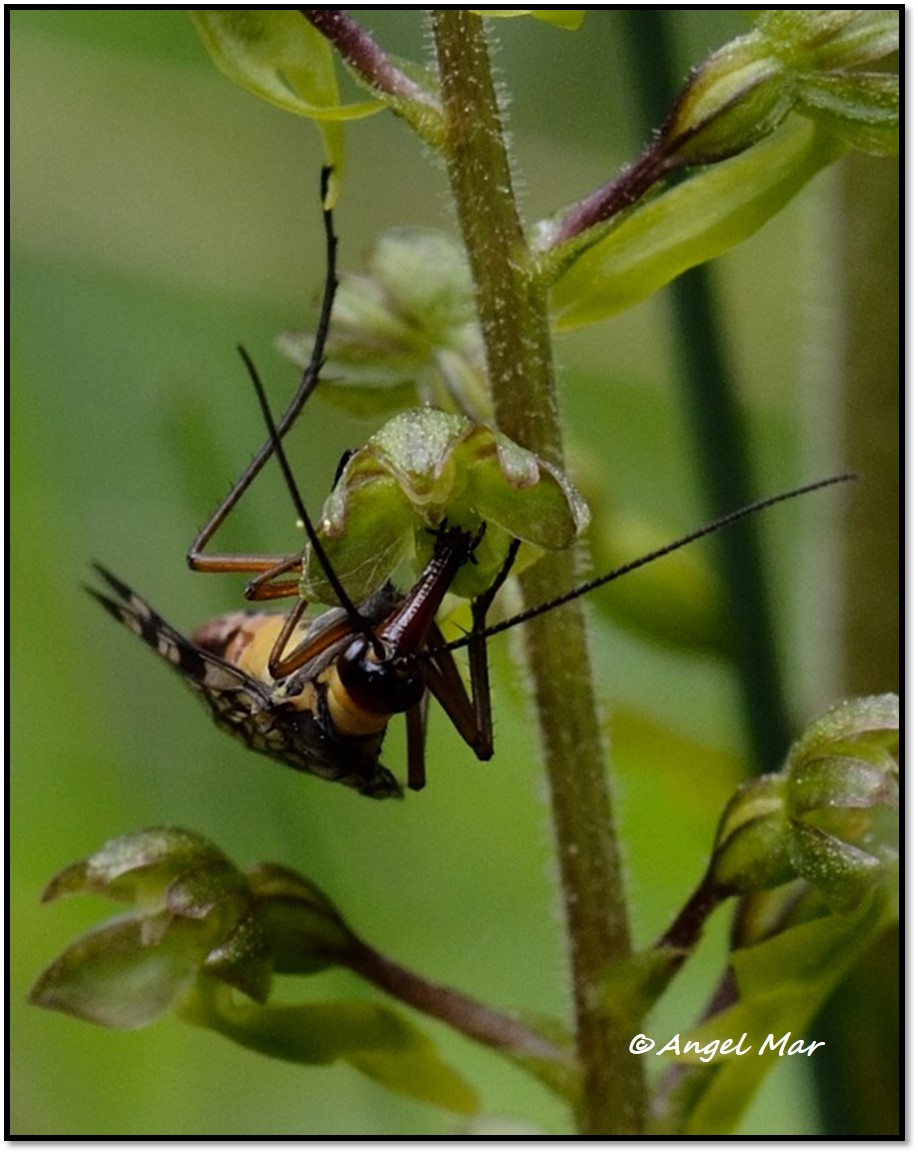 Orquídeas Blog de Angel Mar: junio 2015