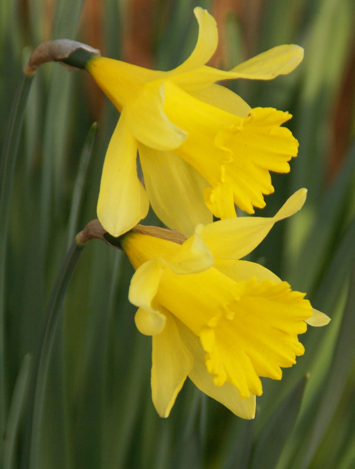 A Heartening Life: Spring's New Birth