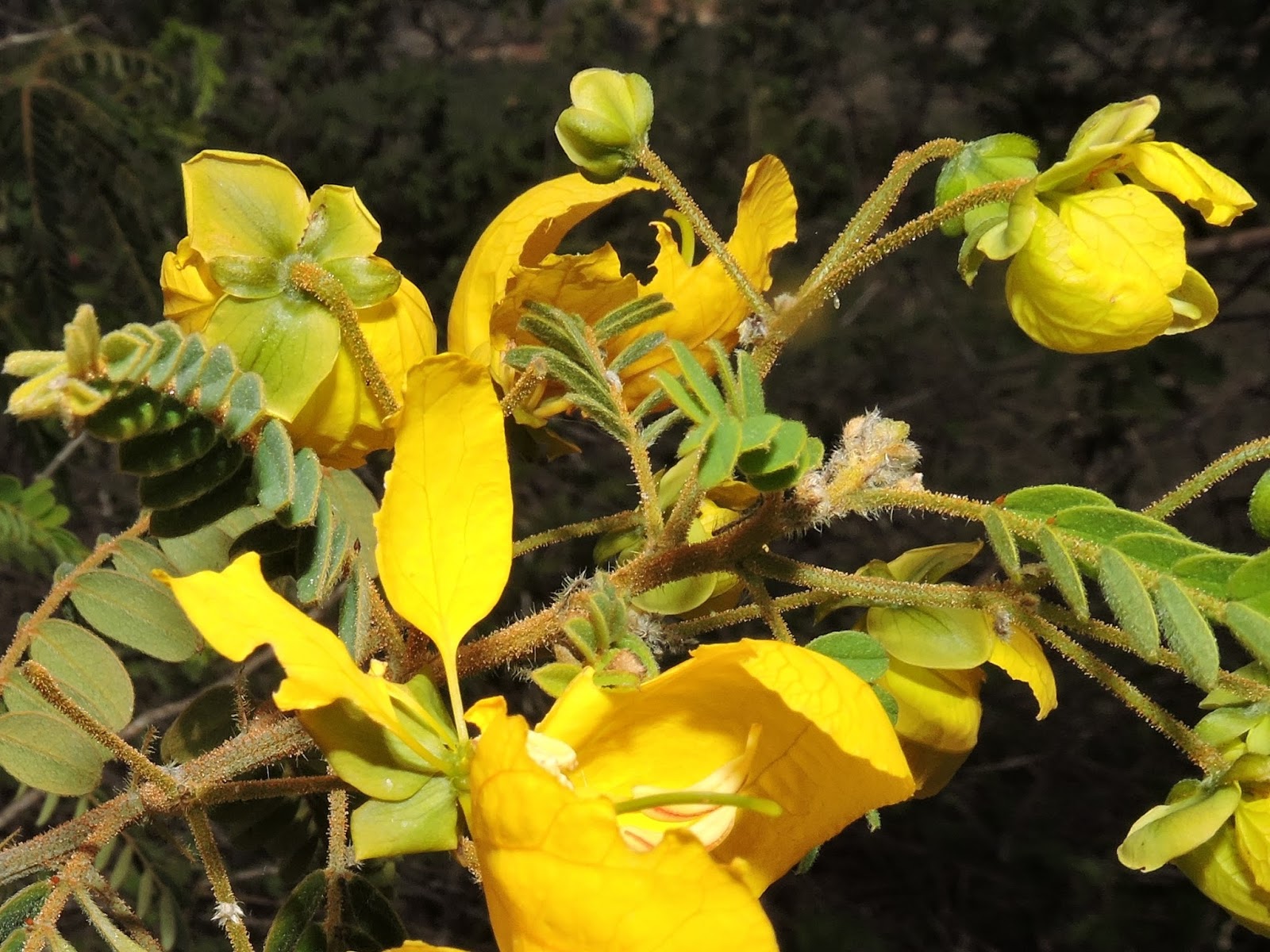 The Flowering plants - Leguminosae - Fabaceae: Caesalpinioideae