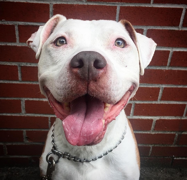White Wolf : Stray Pit Bull Can’t Stop Smiling After He Was Rescued ...