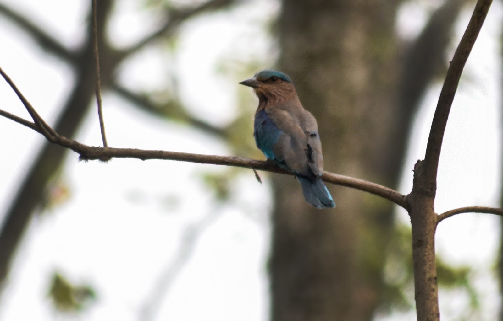 SHARING OPINION: BIRDS OF ARITAR & SIKKIM