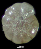 Paleontología y Evolución en la UCM: Pero... ¿qué narices hacen los ...