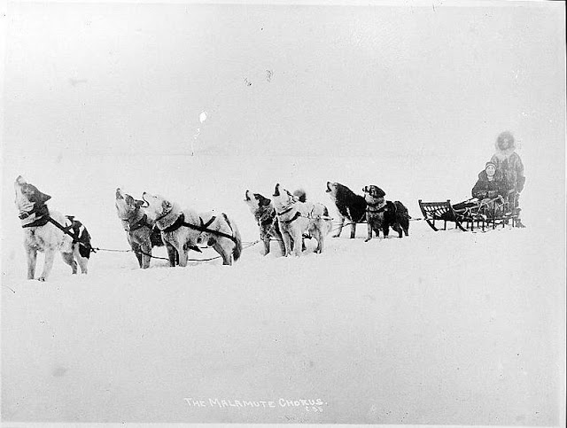 38 Lovely Vintage Snapshots Captured Everyday Life of Huskies in the ...