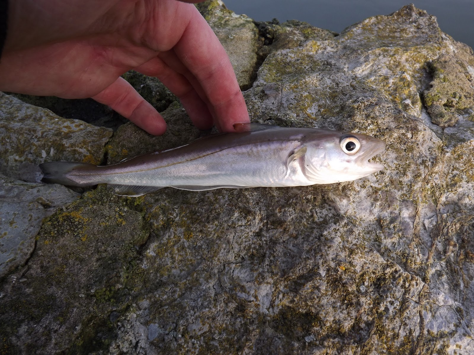 Mission Impossible : To catch 100 species of saltwater fish from ...