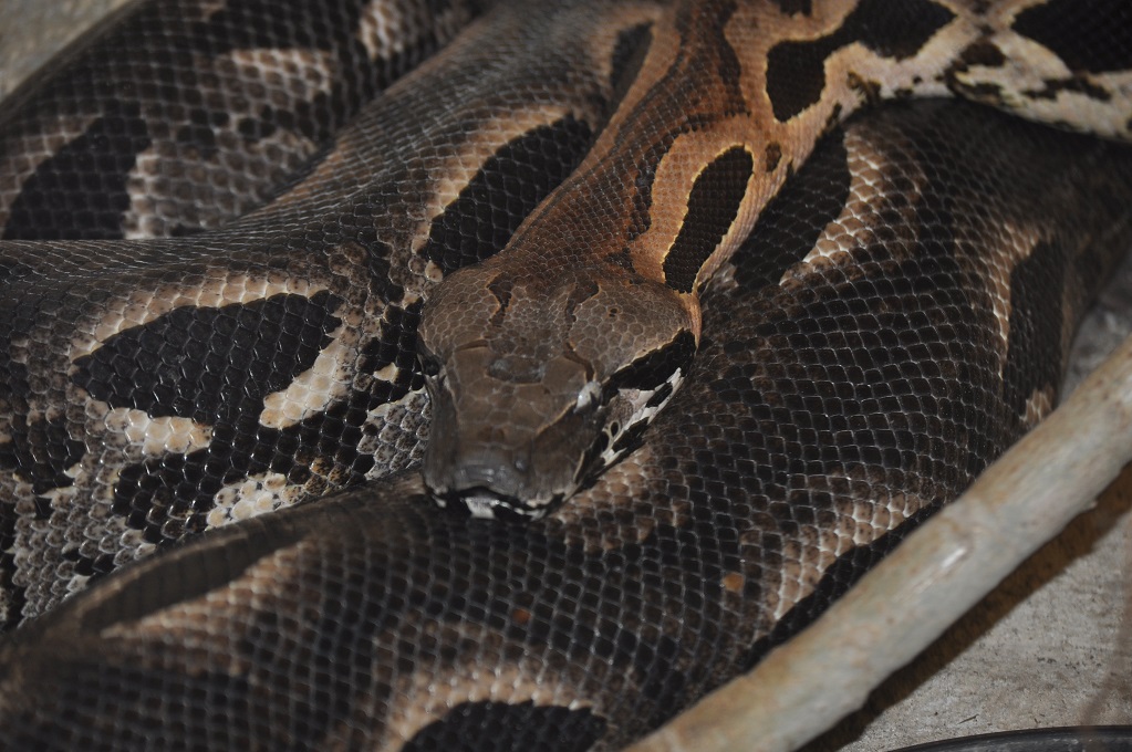 ZOOTOGRAFIANDO (6.100 ANIMALS): BOA DE MADAGASCAR / MALAGASY GROUND BOA ...