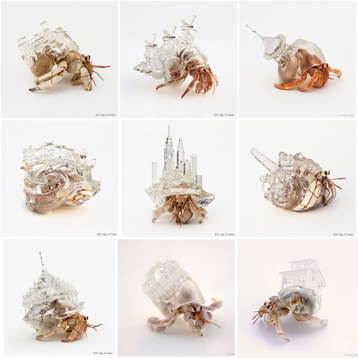 Piccole residenze di lusso per paguri "senzaguscio"